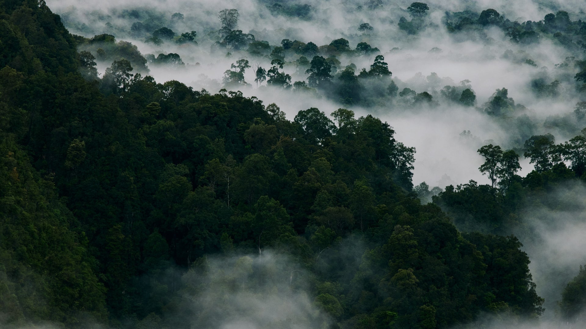 Arhaus x The Nature Conservancy