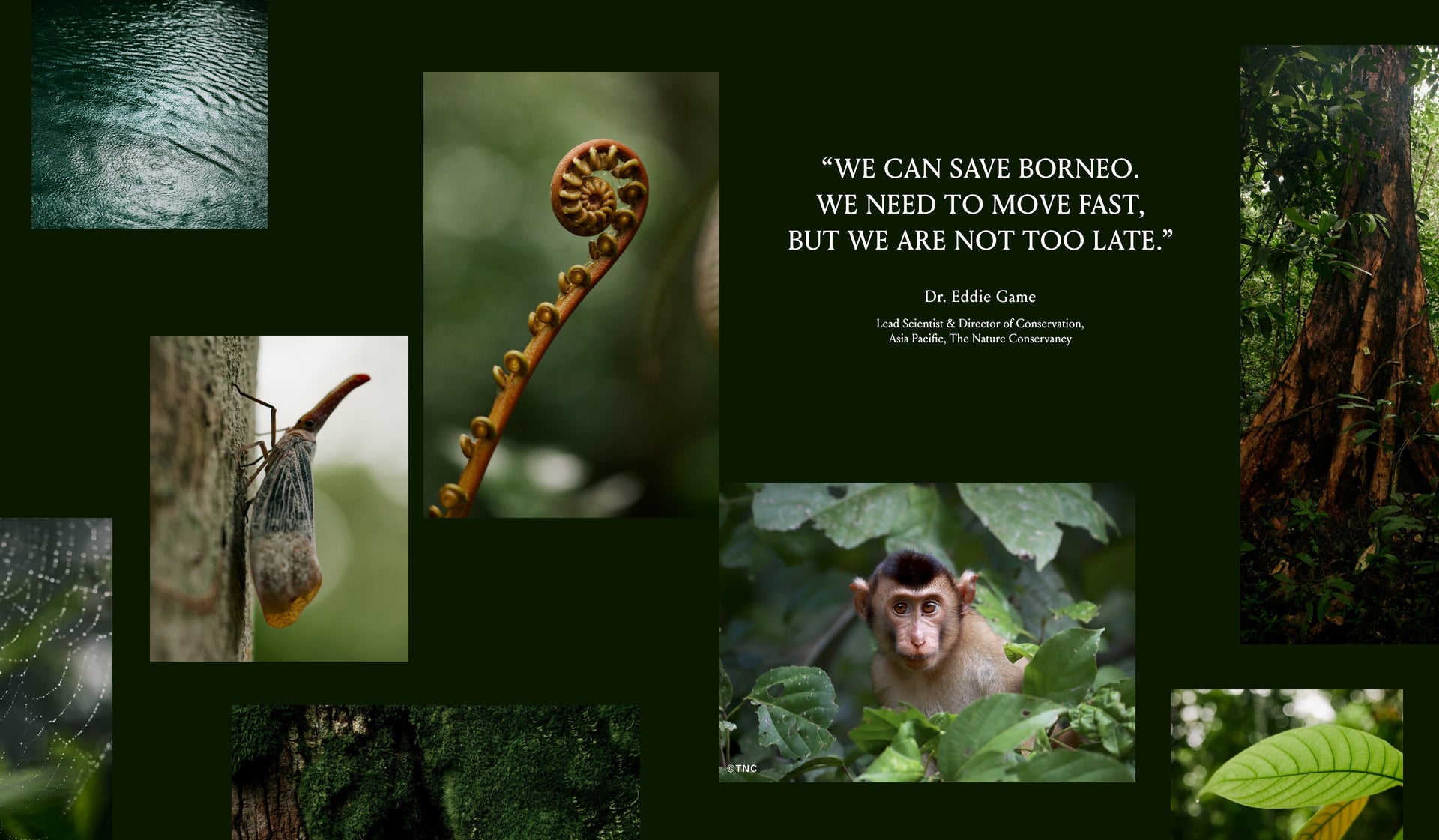 Arhaus x The Nature Conservancy