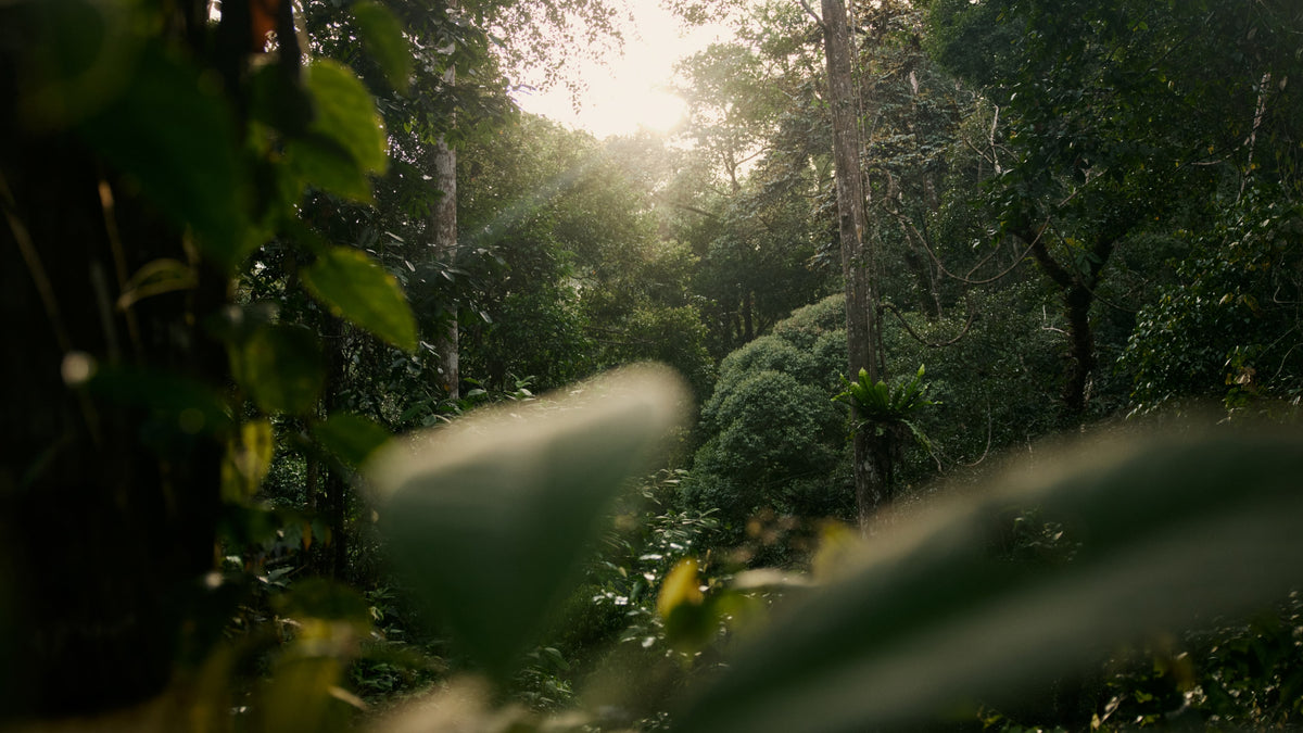 Arhaus x The Nature Conservancy