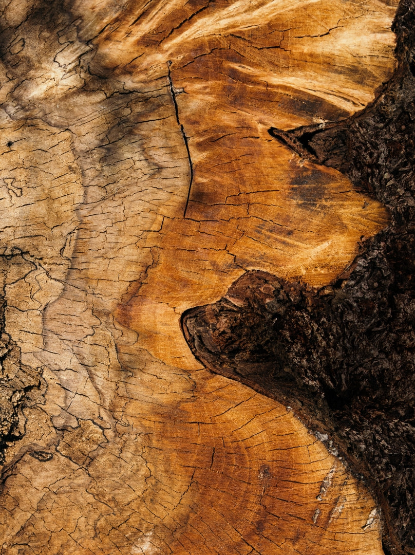 Rooted | Arhaus